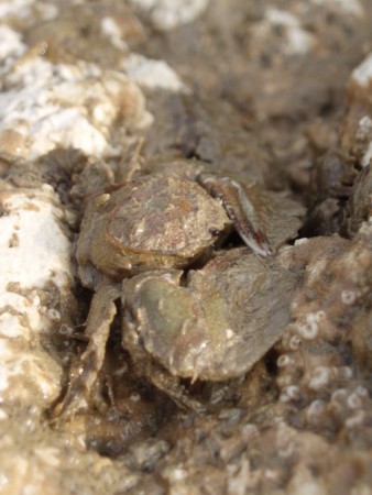 Field Guide to Beaver Signs Recorded in South East England | Blog ...